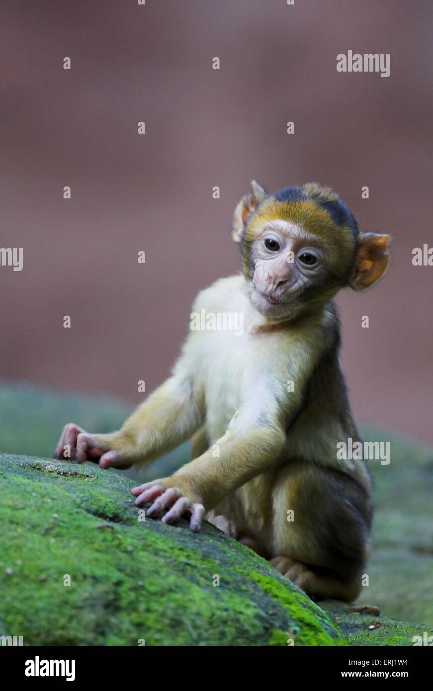 Ape side by hi-res stock photography and images - Alamy