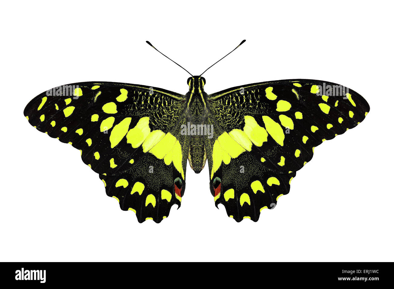 exotic yellow color butterfly isolated on white background Stock Photo ...