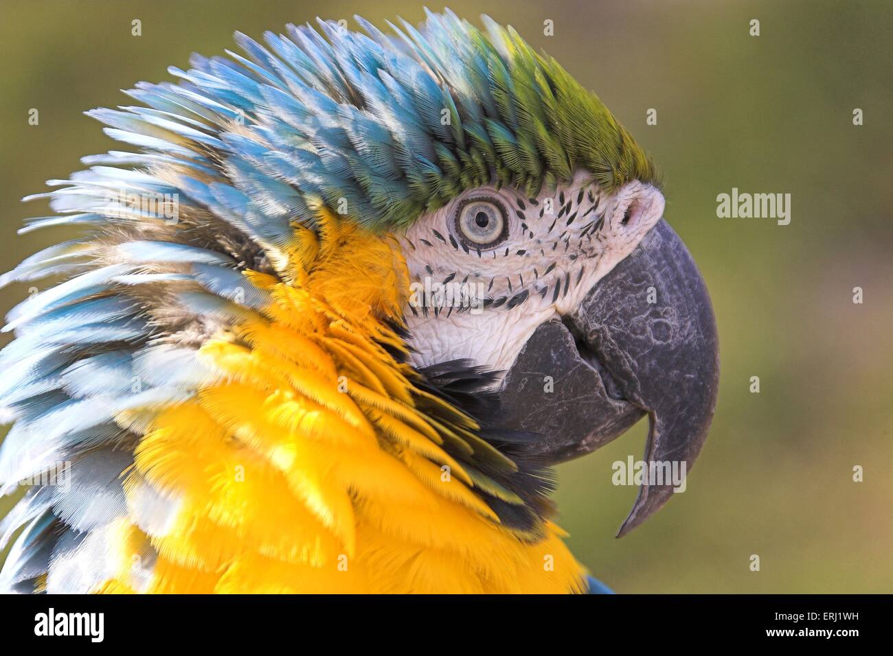 Macaw profile hi-res stock photography and images - Alamy