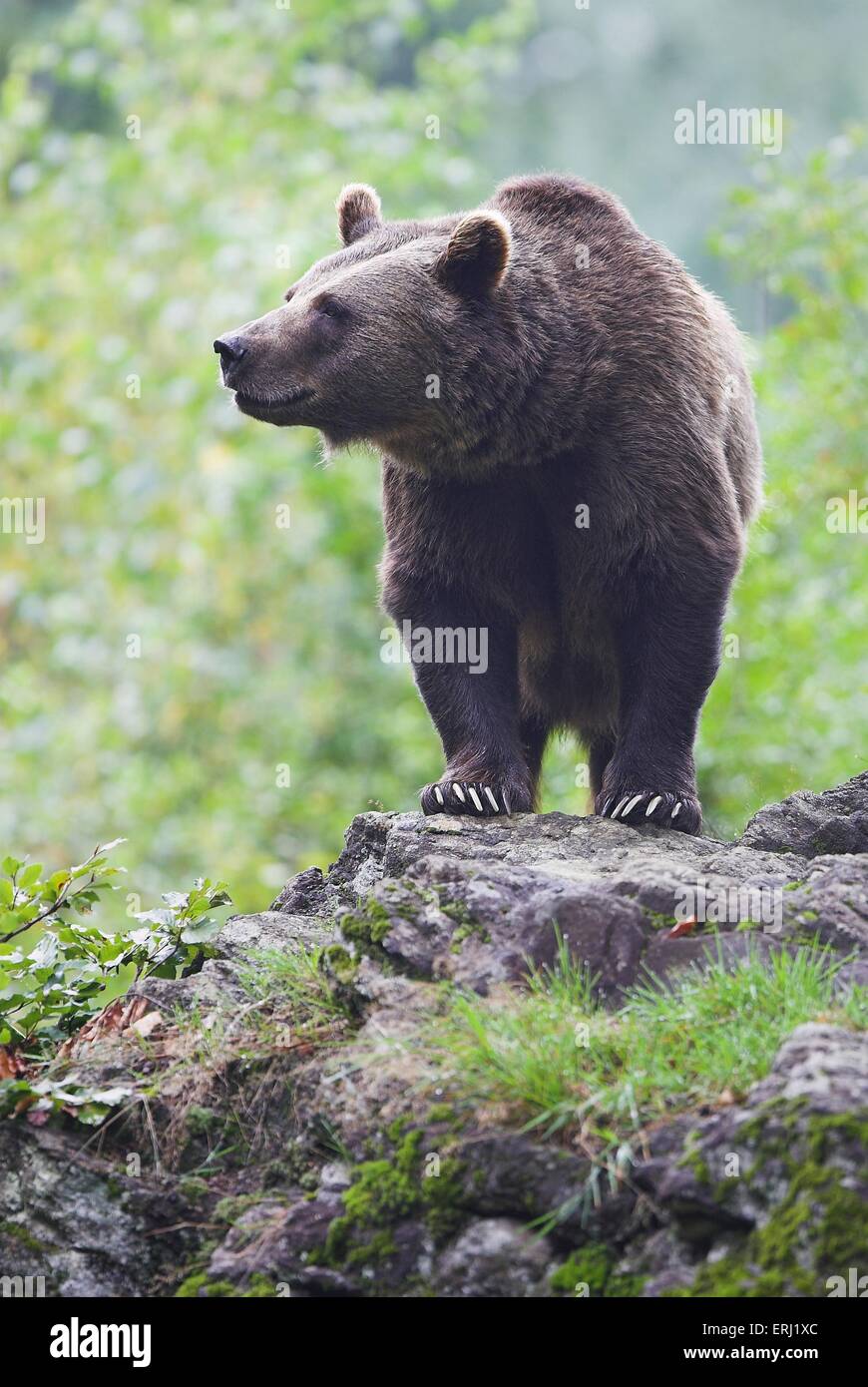 Bear and stones hi-res stock photography and images - Alamy