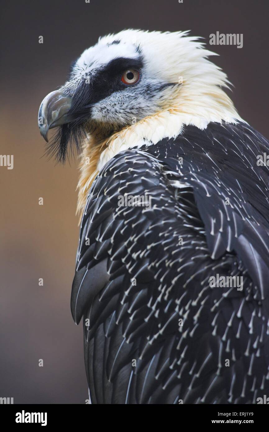 Bearded vultures head hi-res stock photography and images - Alamy