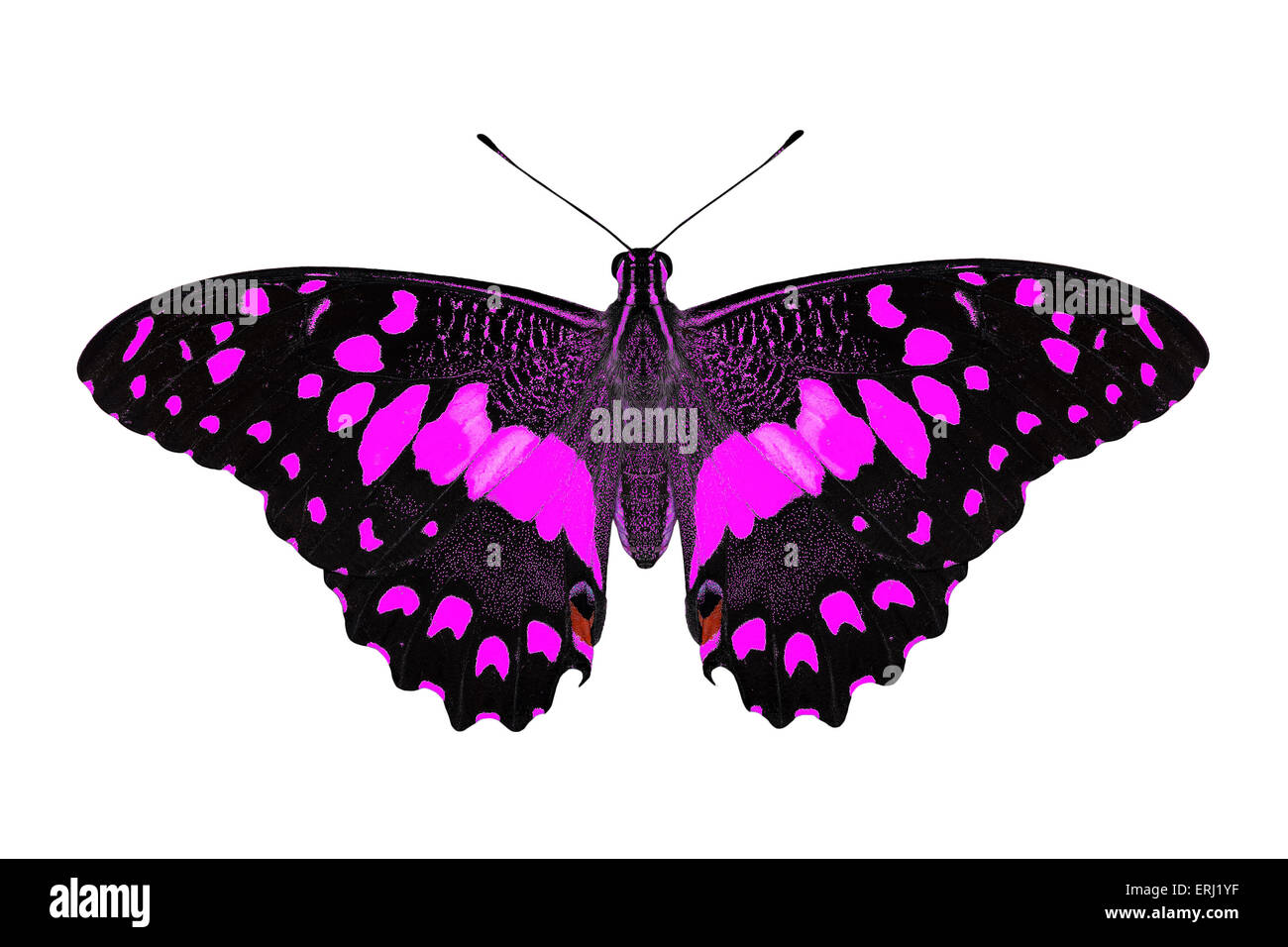 exotic pink color butterfly isolated on white background Stock Photo ...