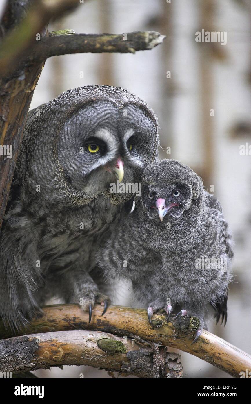 Vertical great grey owl hi-res stock photography and images - Alamy