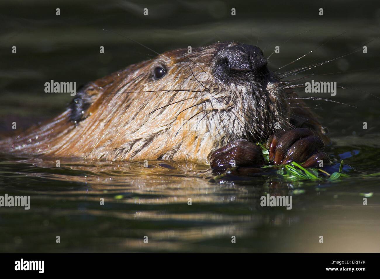 Castorimorpha hi-res stock photography and images - Alamy