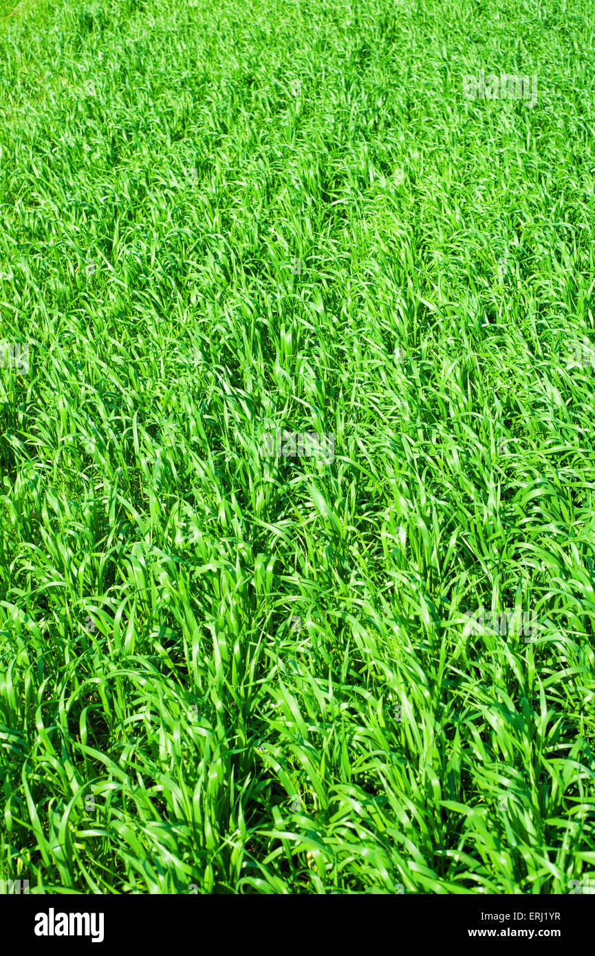 beautiful landscape. green field Stock Photo - Alamy