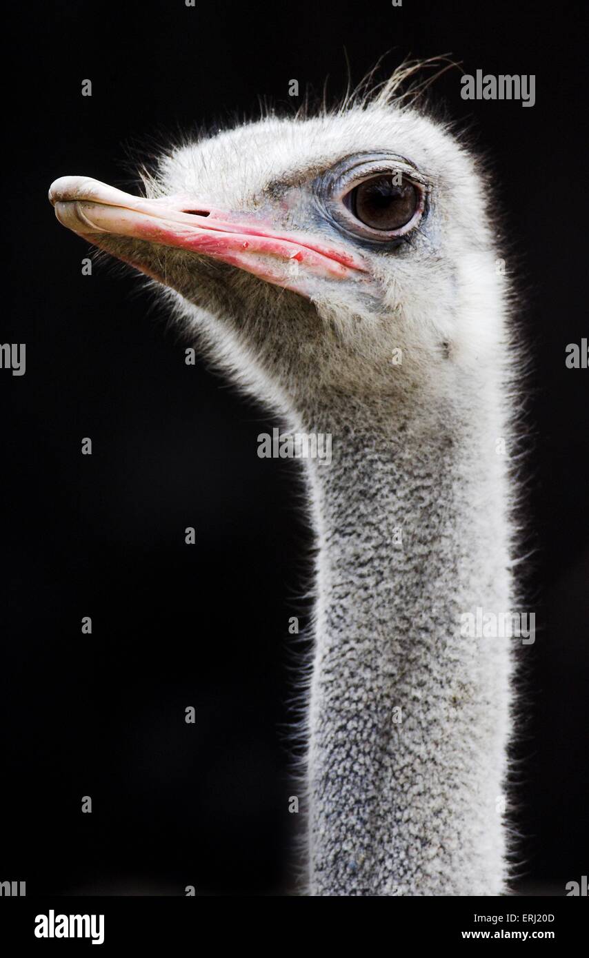 Ostrich struthionidae hi-res stock photography and images - Alamy