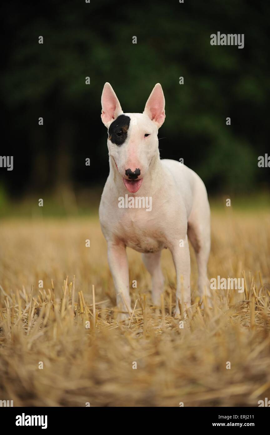 Mini bullterrier hi-res stock photography and images - Alamy