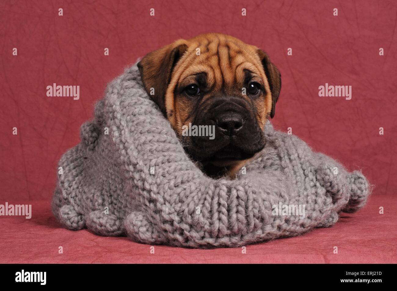 Mongrel puppy big red hi-res stock photography and images - Alamy