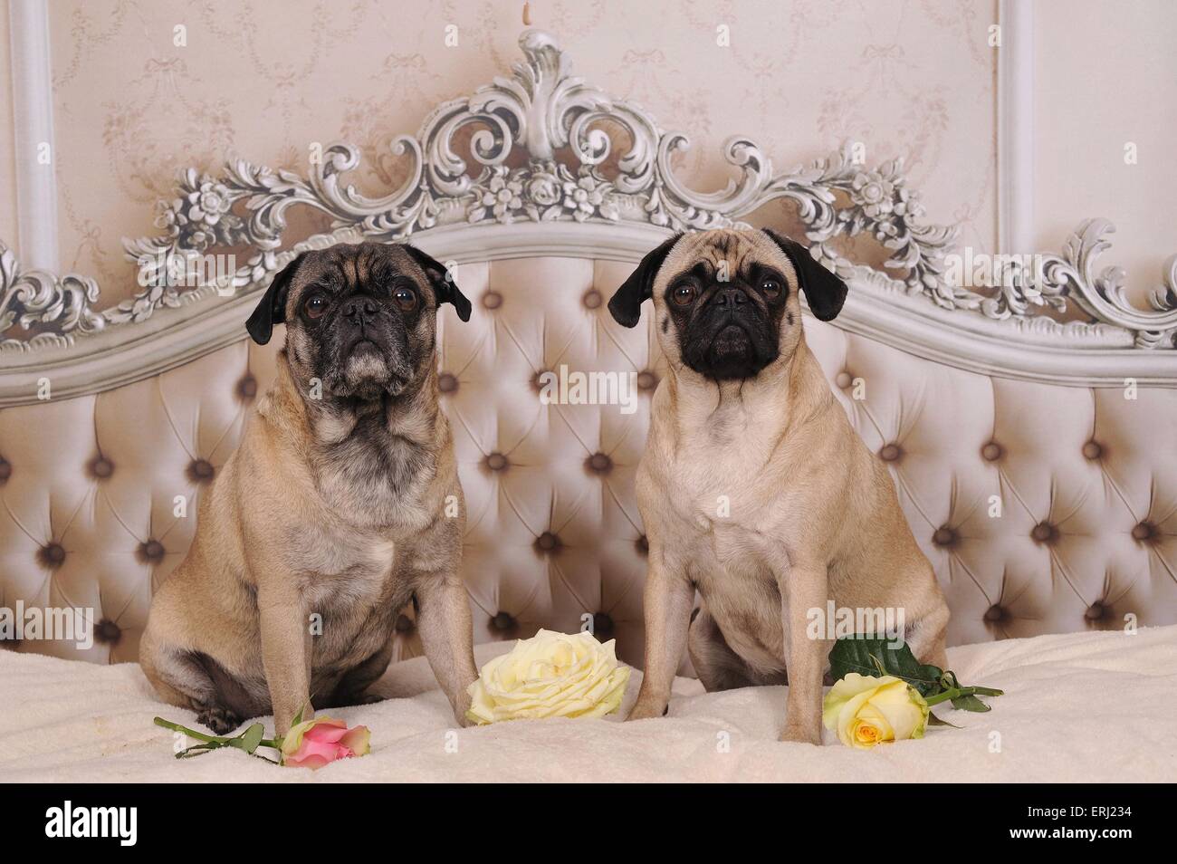 Pug dog retro hi-res stock photography and images - Alamy