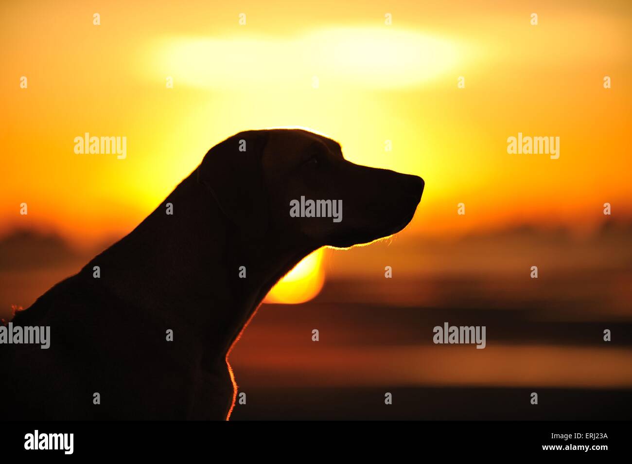 Rhodesian ridgeback silhouette hi-res stock photography and images - Alamy