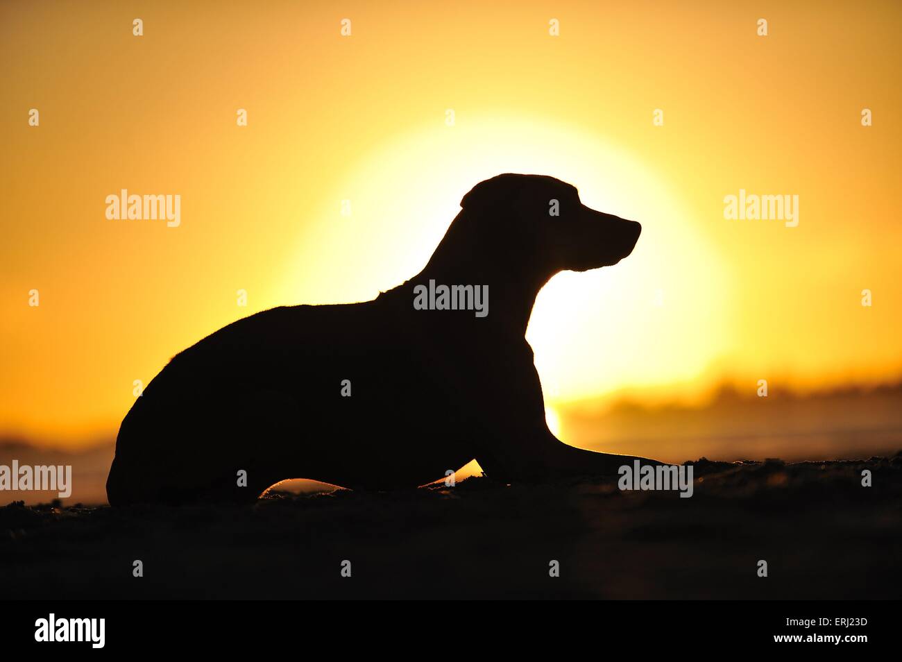Rhodesian ridgeback silhouette hi-res stock photography and images - Alamy