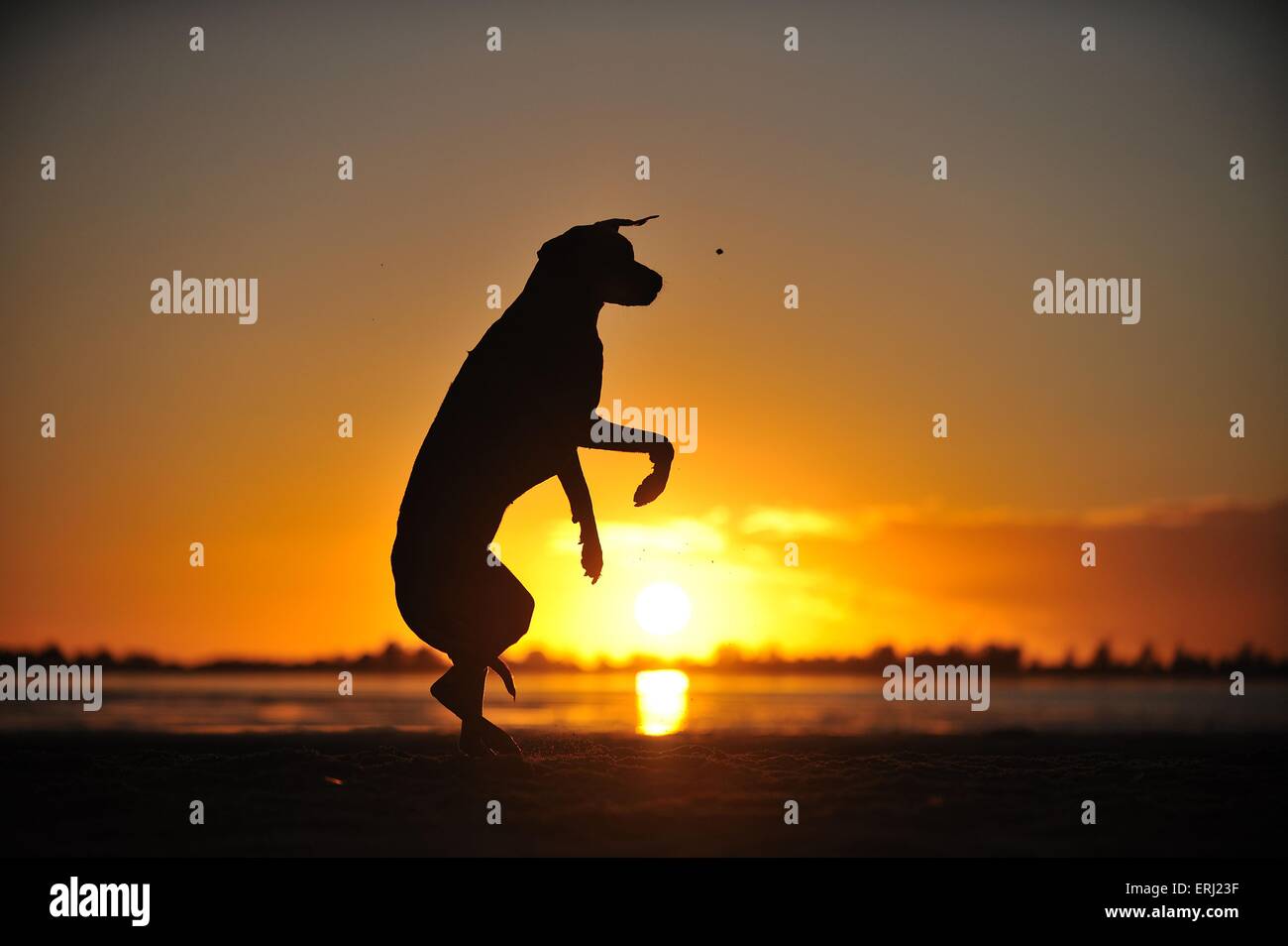 Rhodesian ridgeback silhouette hi-res stock photography and images - Alamy