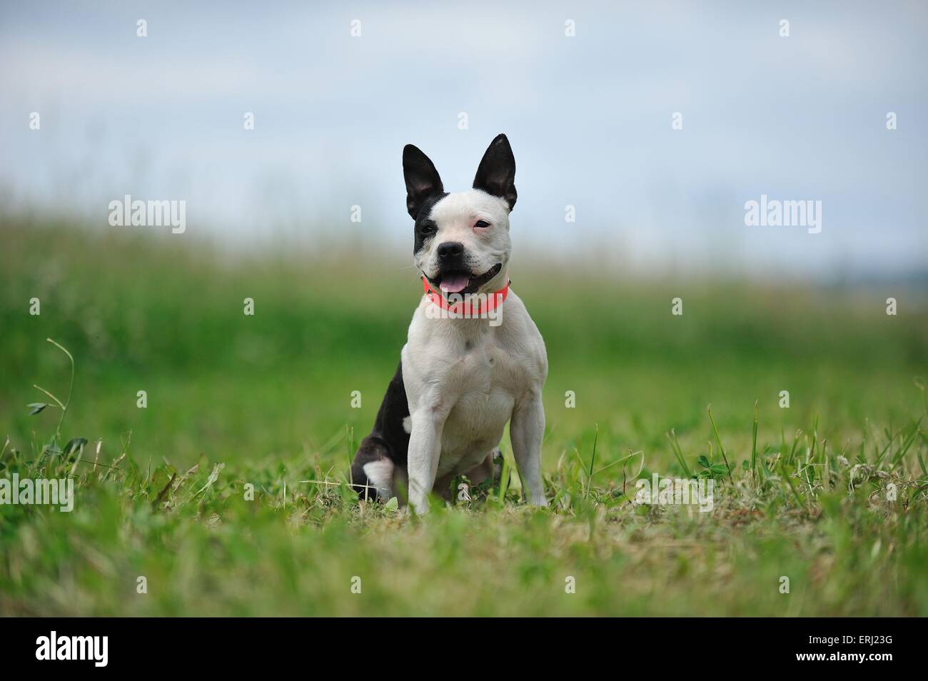 Siambull hi-res stock photography and images - Alamy