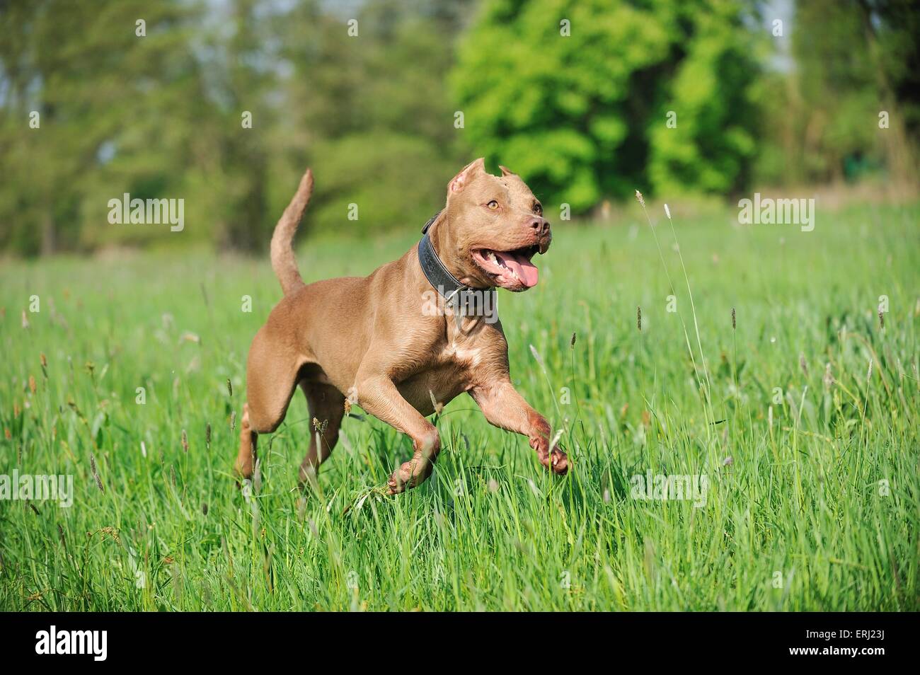 Pitbull running meadow hi-res stock photography and images - Alamy