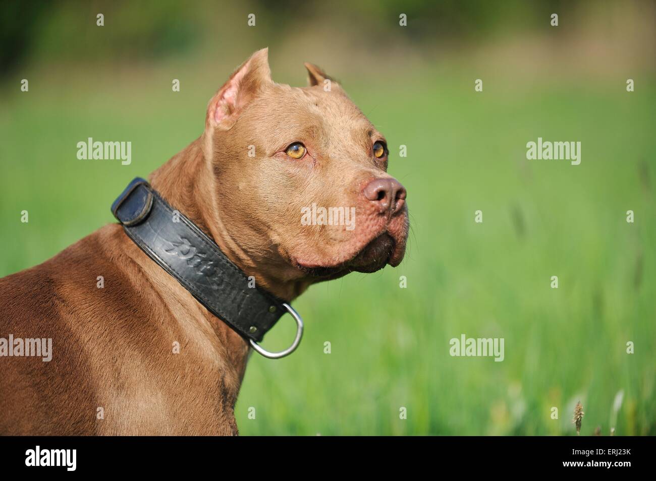 American Pit Bull Terrier Portrait Stock Photo - Alamy