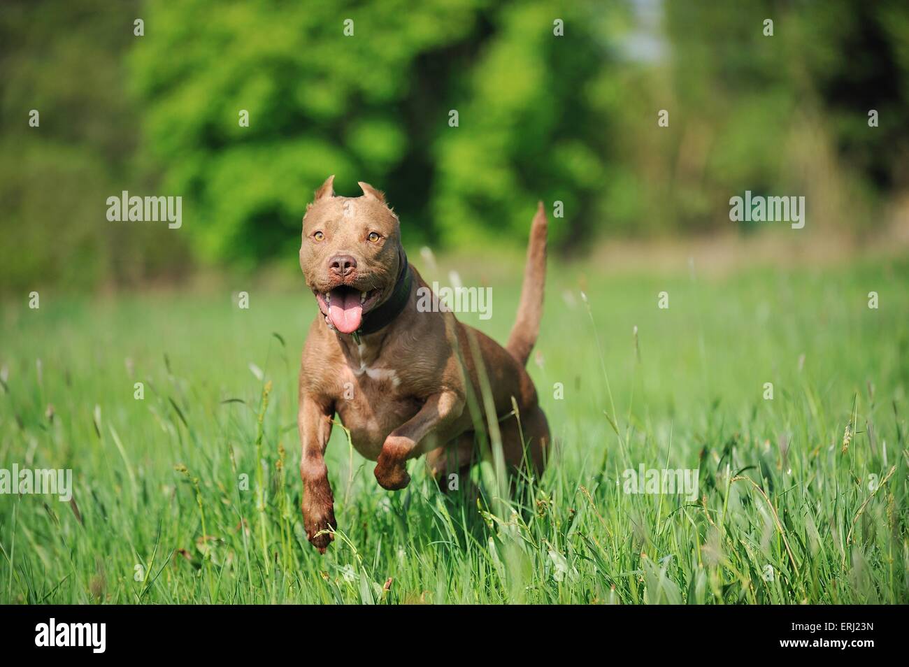 Pit bull nature hi-res stock photography and images - Alamy