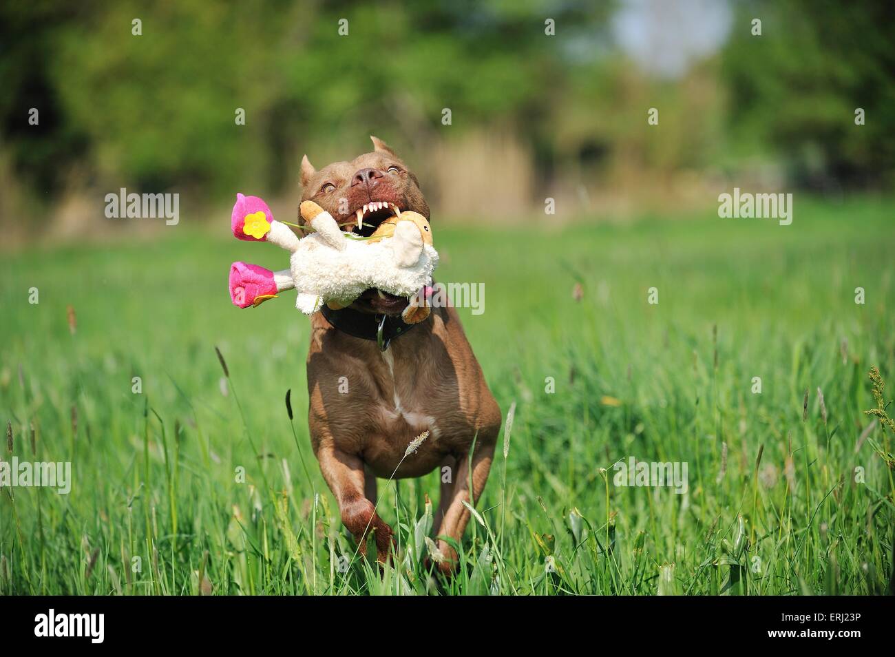 playing American Pit Bull Terrier Stock Photo - Alamy