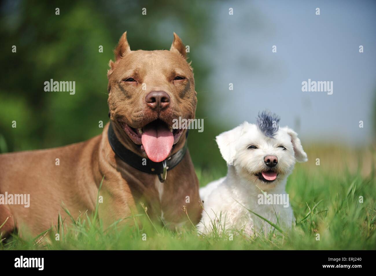 Red Nose Gator Pitbull