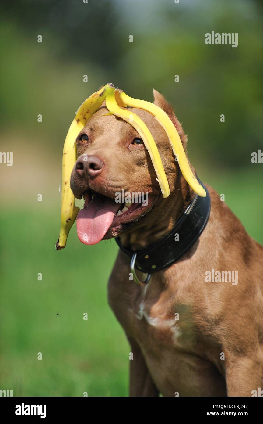Lateral view of a american pitbull terrier hi-res stock photography and ...