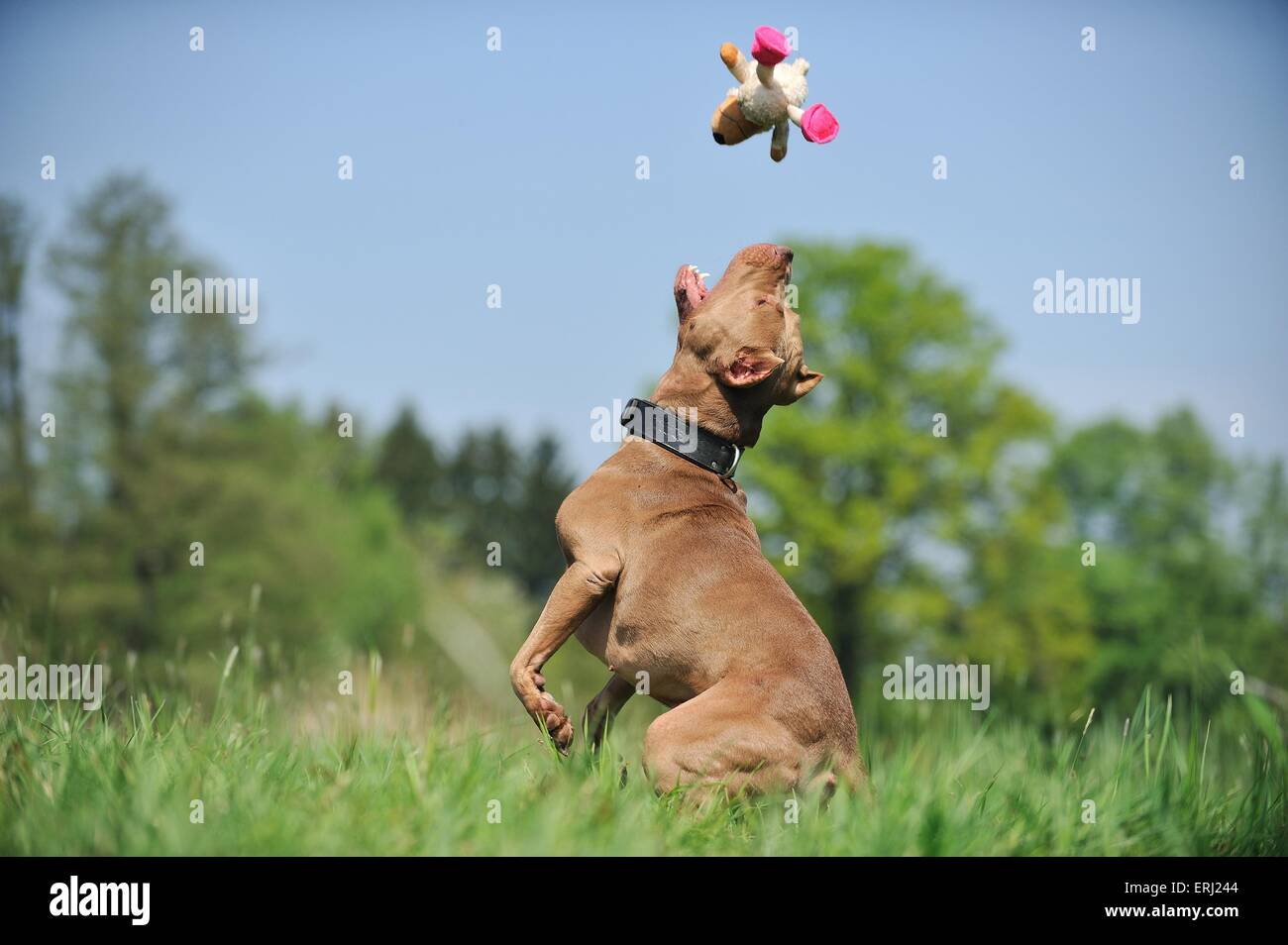 playing American Pit Bull Terrier Stock Photo - Alamy