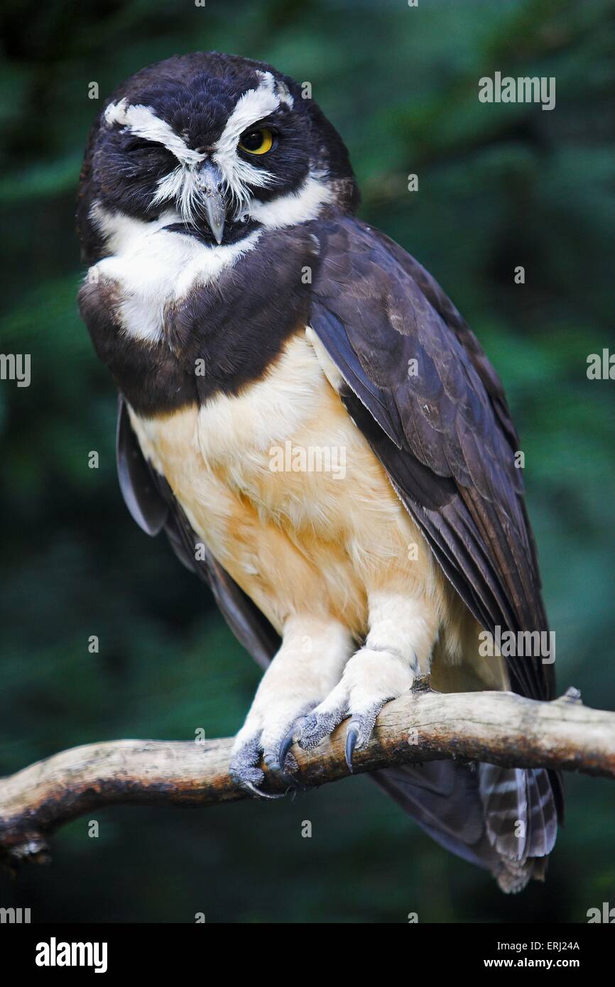 Spectacled owl hi-res stock photography and images - Alamy