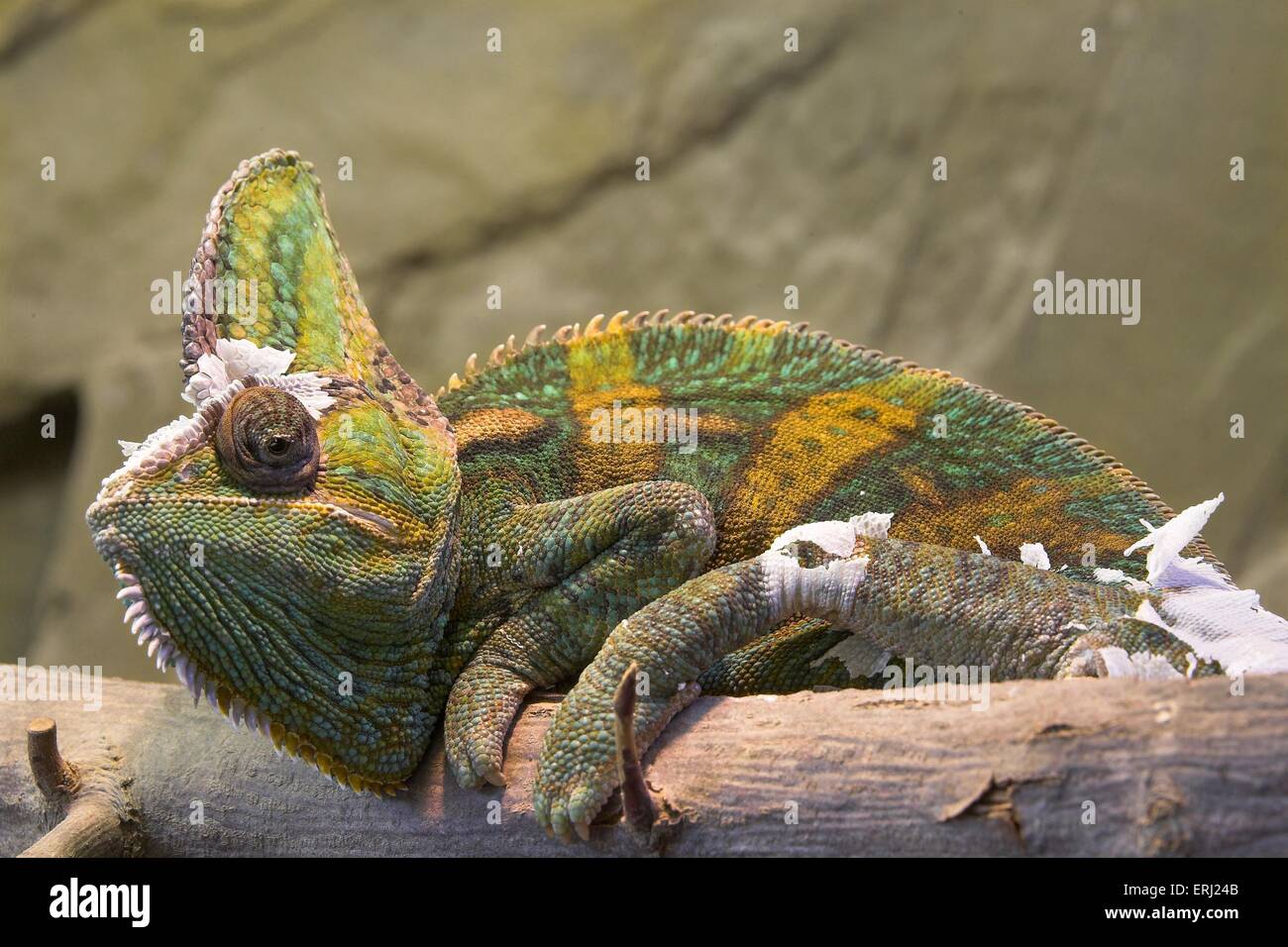 Side view of a chameleon hi-res stock photography and images - Alamy