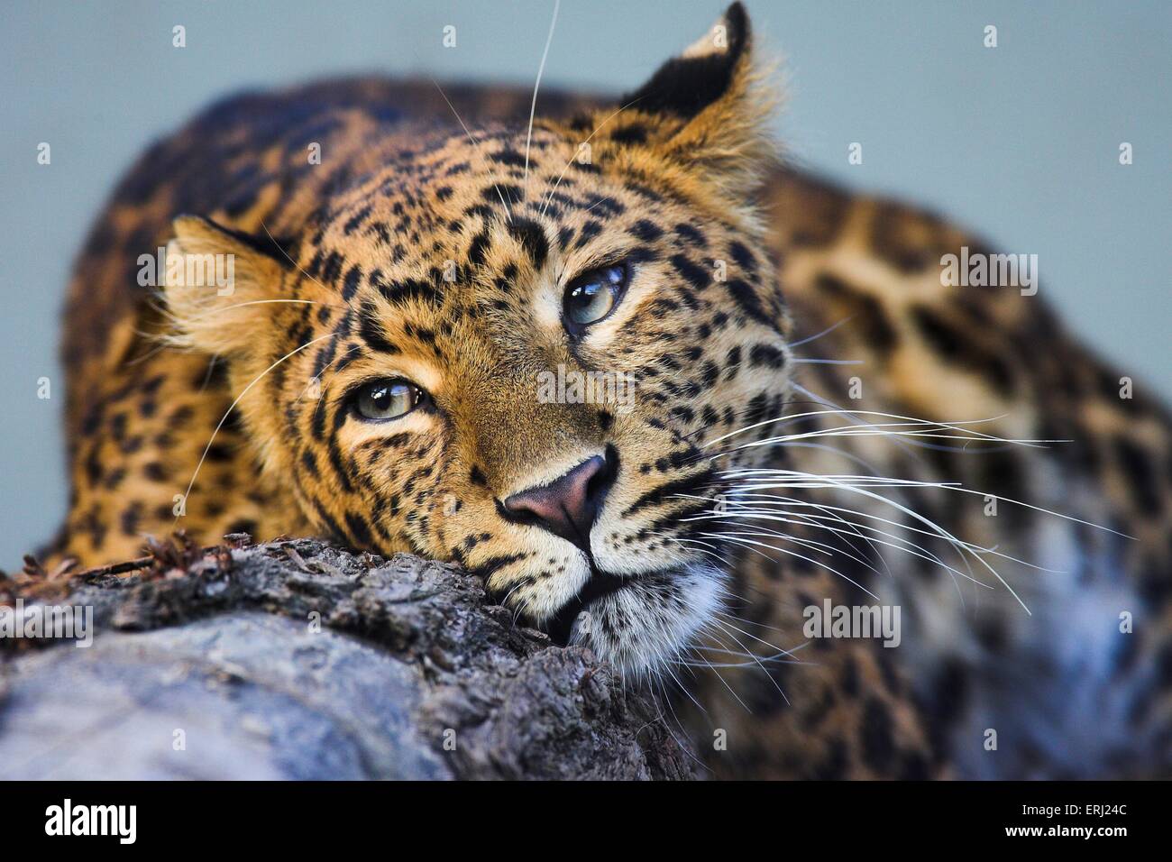 Chinese trunks hi-res stock photography and images - Alamy