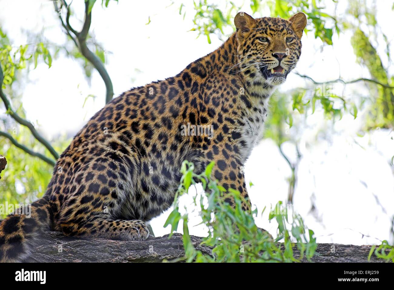 Chinese trunks hi-res stock photography and images - Alamy
