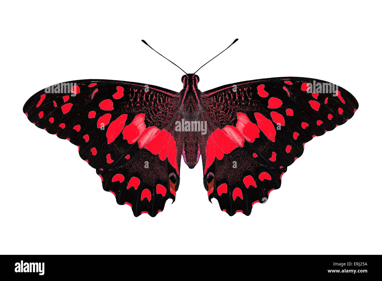 exotic red color butterfly isolated on white background Stock Photo - Alamy