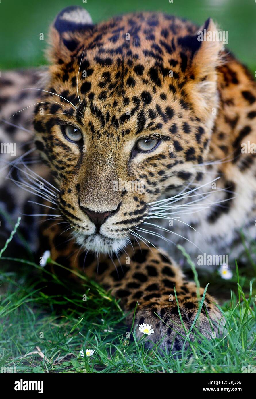 Chinese portraits hi-res stock photography and images - Alamy