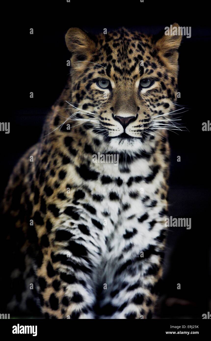Chinese leopard panthera pardus japonensis hi-res stock photography and ...