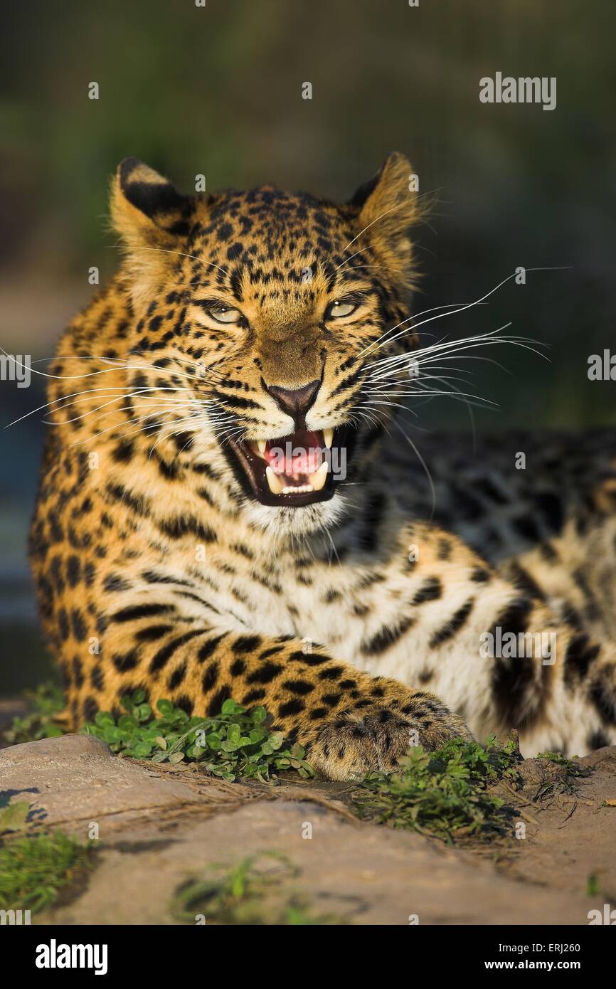 Chinese eye hi-res stock photography and images - Alamy