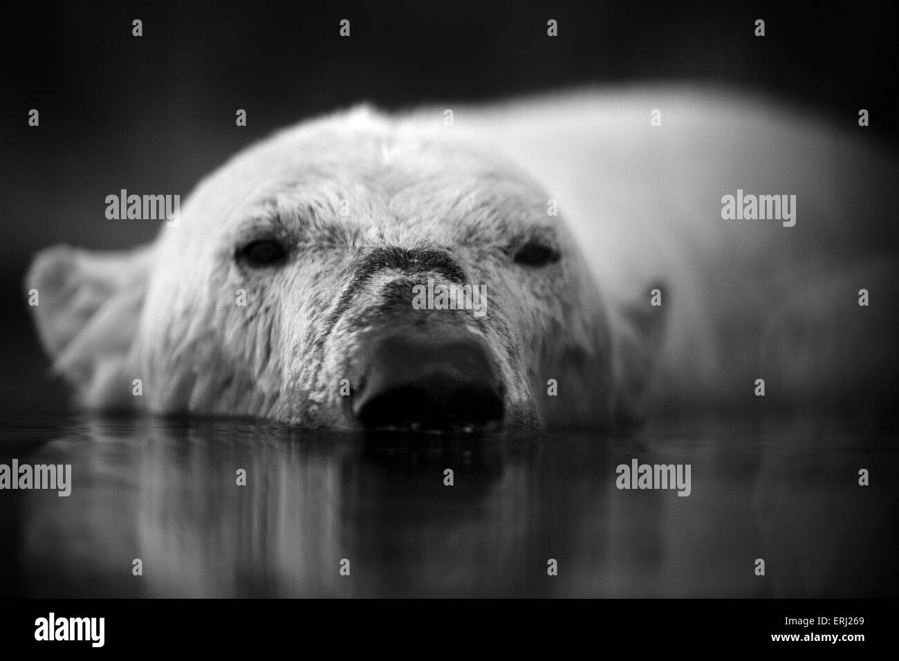 Bear outside Black and White Stock Photos & Images - Alamy