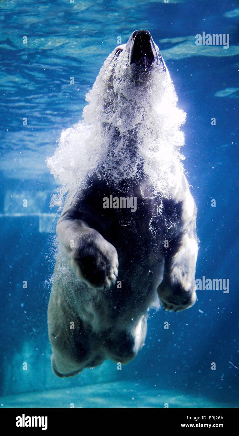 Bear Basin High Resolution Stock Photography and Images - Alamy