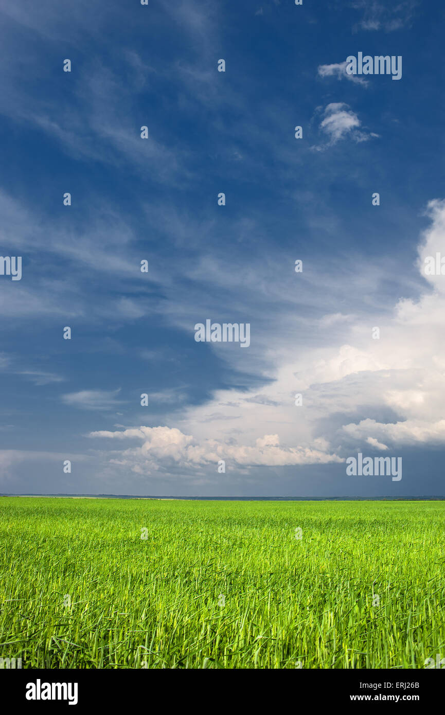 bright green wheat field with sunny sky Stock Photo - Alamy