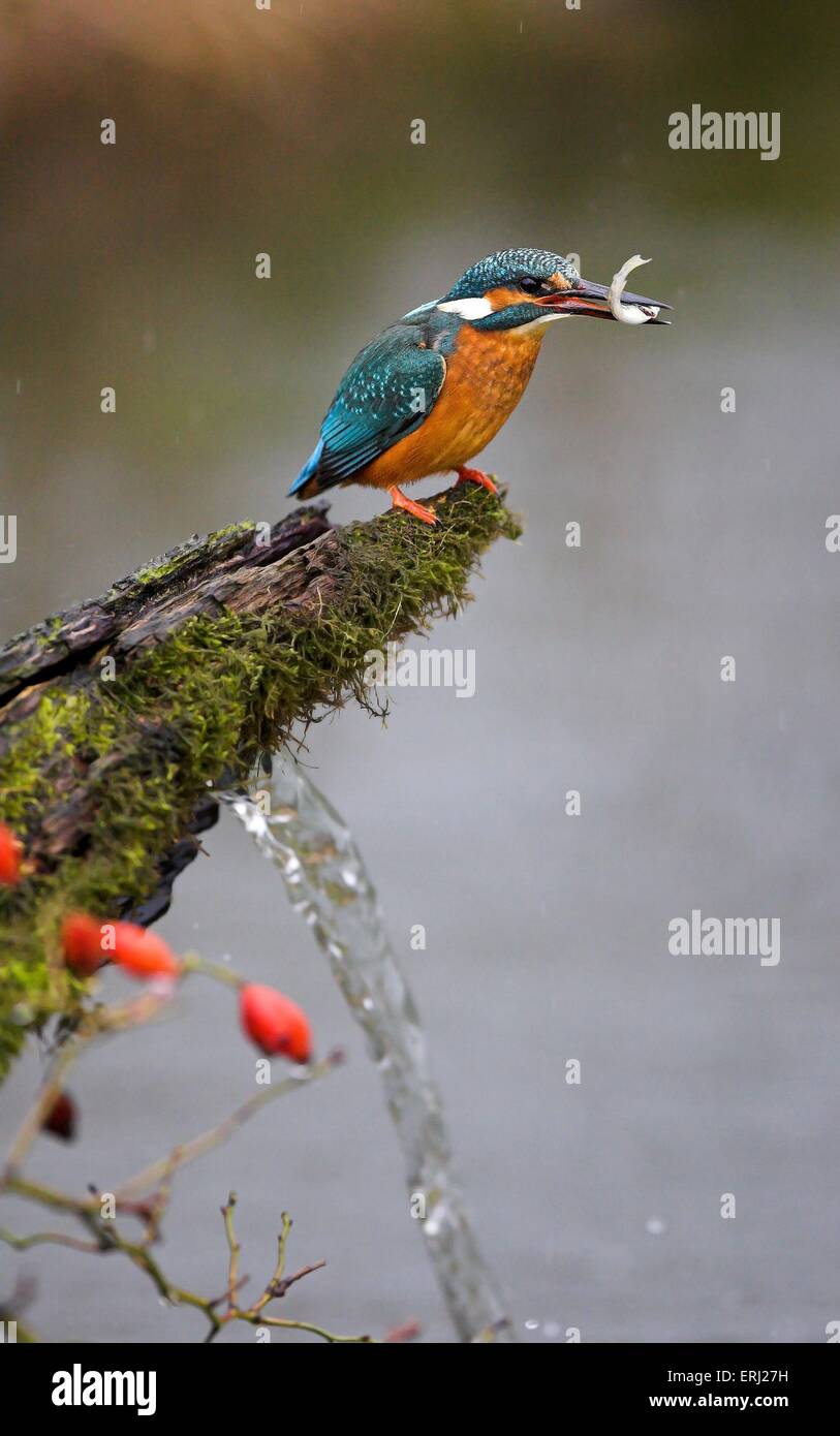 Dull color fish hi-res stock photography and images - Alamy