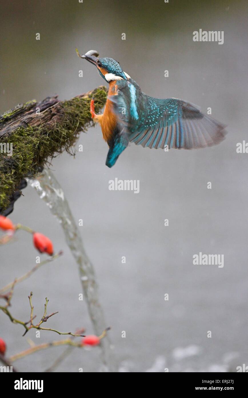 Kingfisher flapping wings hi-res stock photography and images - Alamy