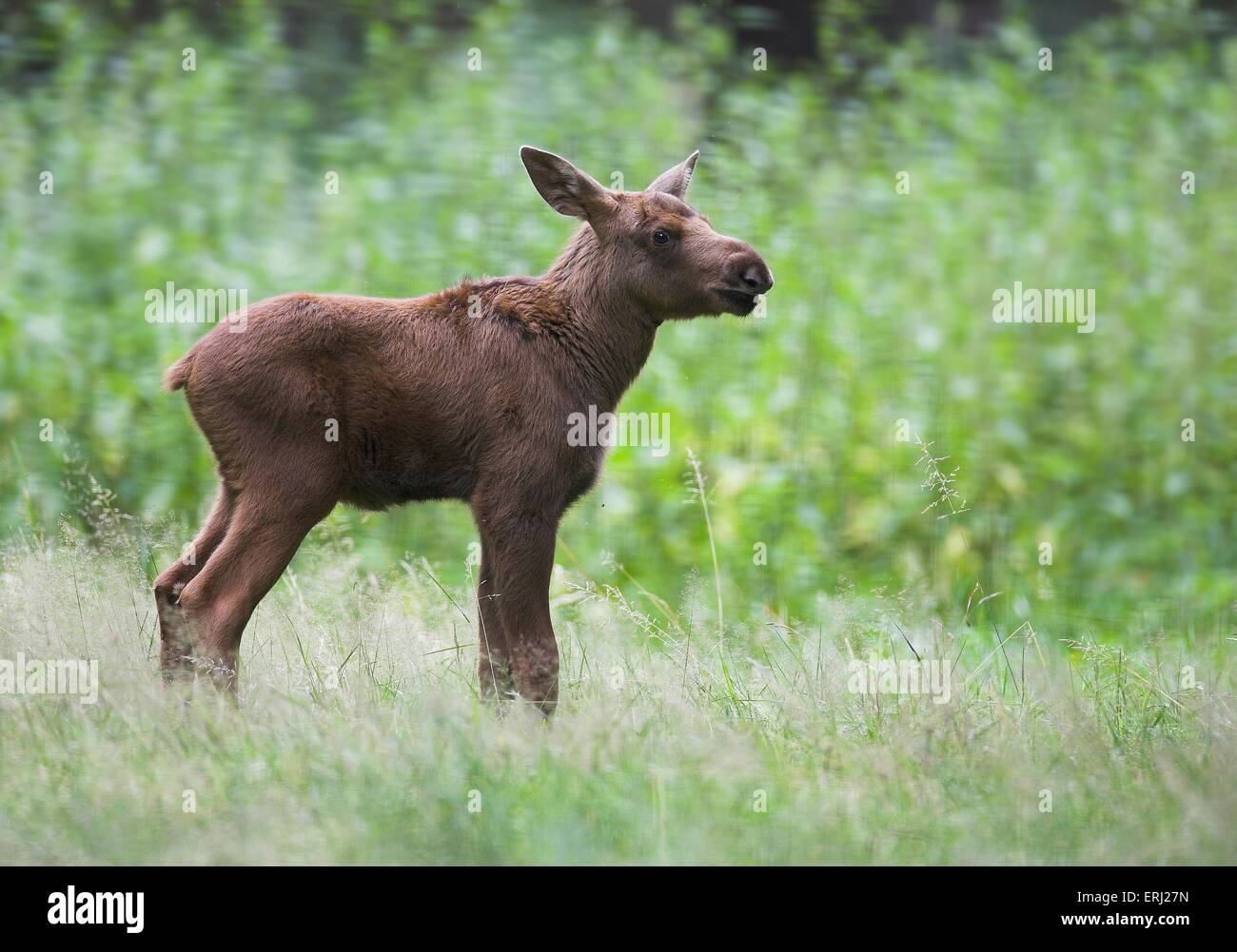 Elk side view profile animal hi-res stock photography and images - Alamy