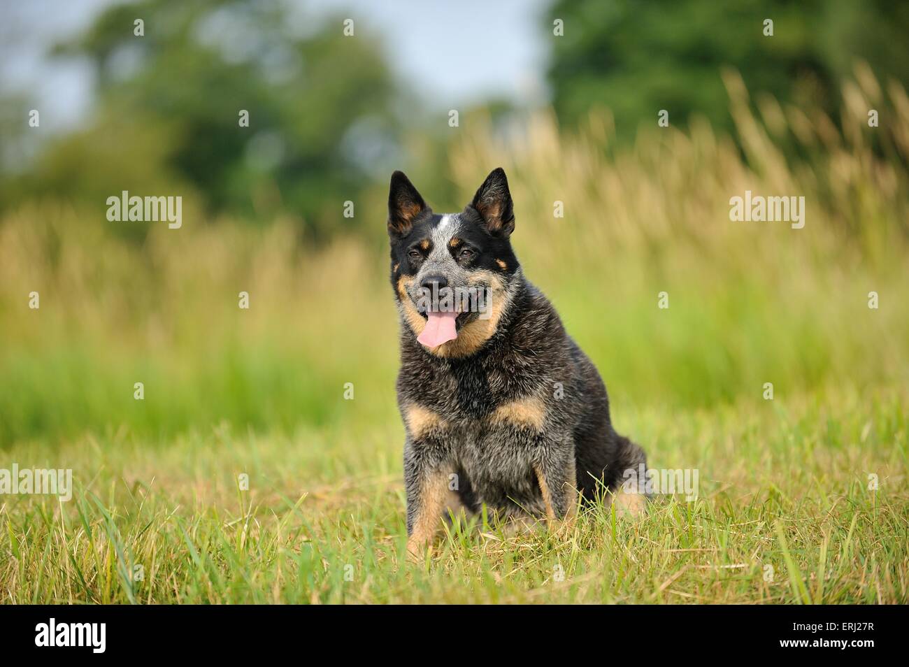 sitting Australian Cattle Dog Stock Photo - Alamy