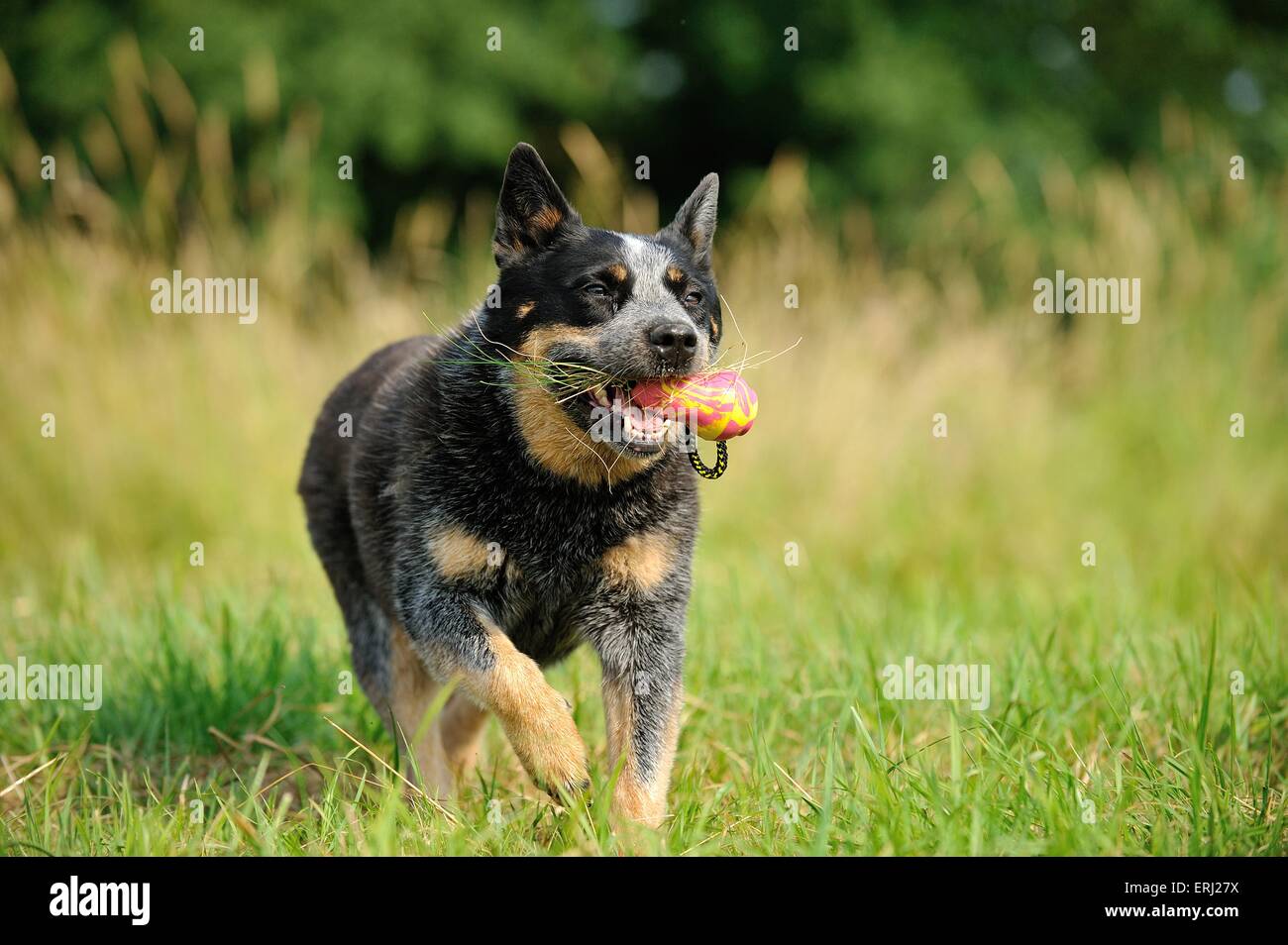 playing Australian Cattle Dog Stock Photo - Alamy