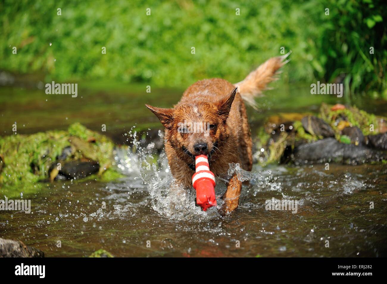 playing Australian Cattle Dog Stock Photo - Alamy
