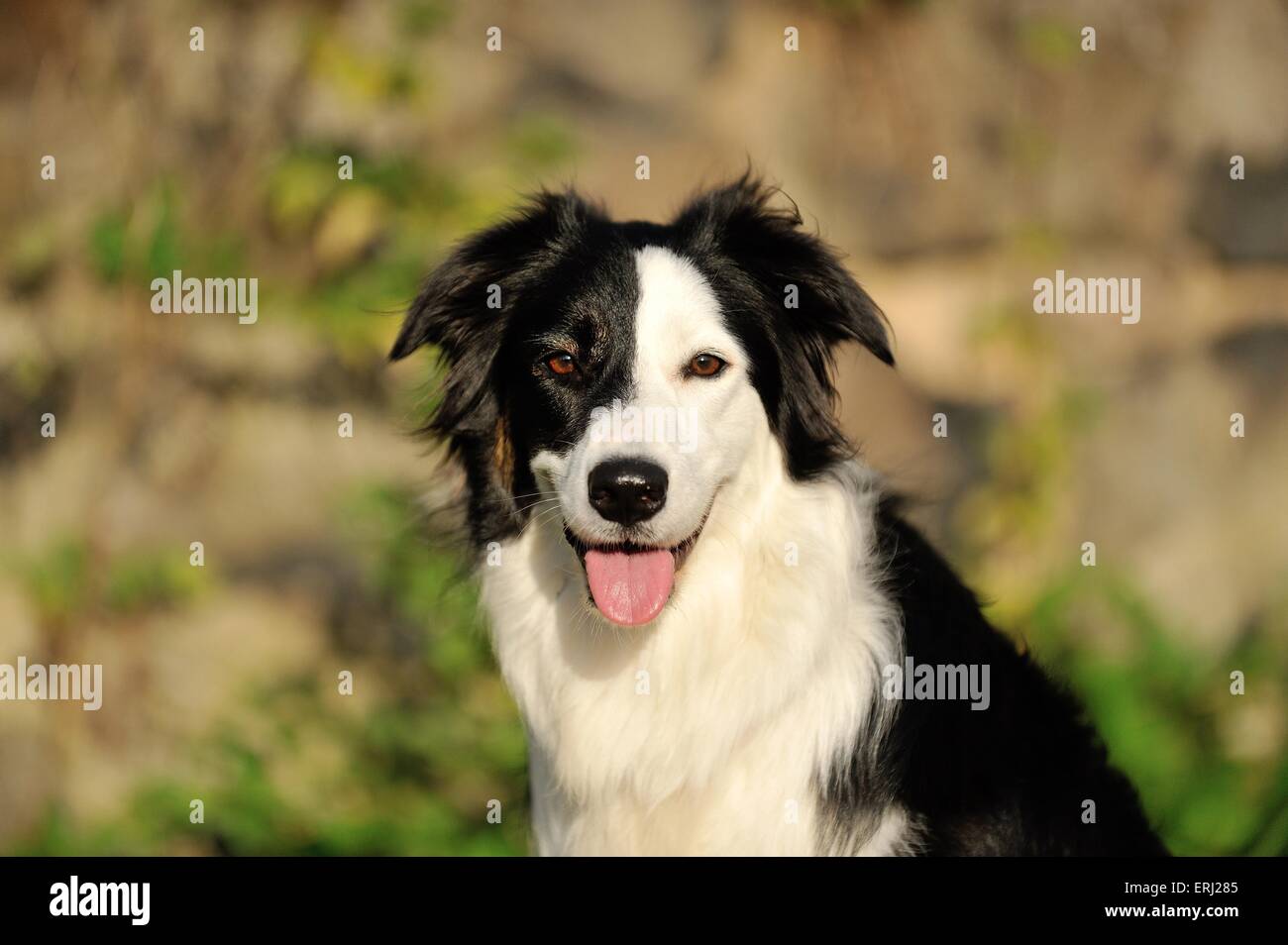 Border Collie Portrait Stock Photo - Alamy