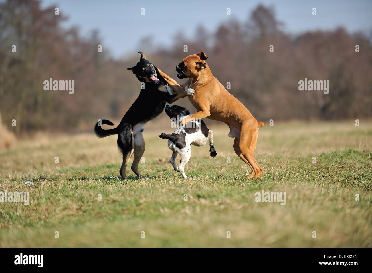 Boxer dog fight hi-res stock photography and images - Alamy