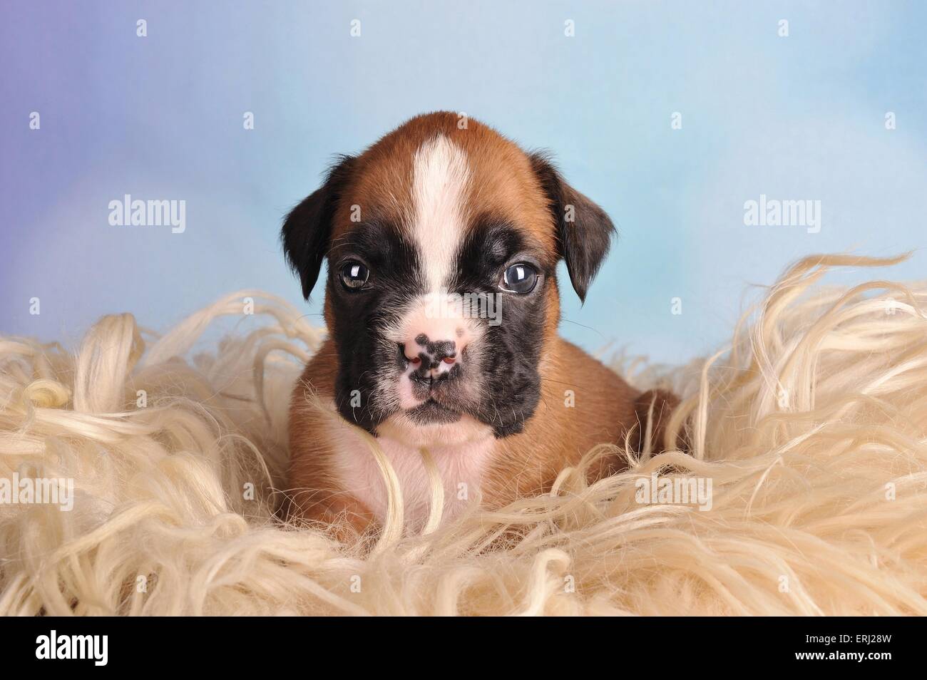 German Boxer Puppy Stock Photo - Alamy