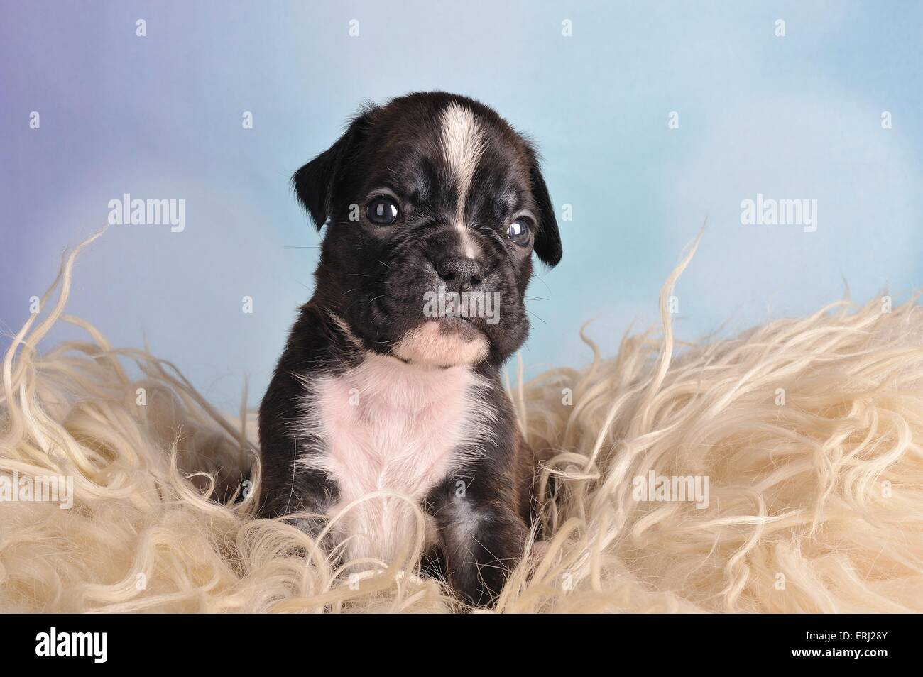 German Boxer Puppy Stock Photo - Alamy