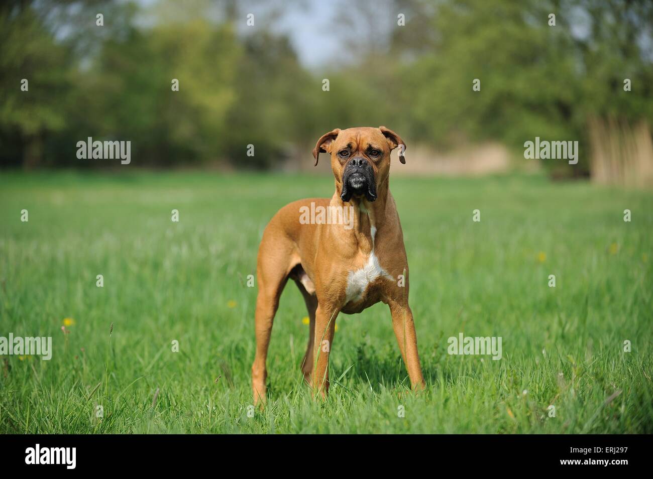 Boxer dog hi-res stock photography and images - Alamy