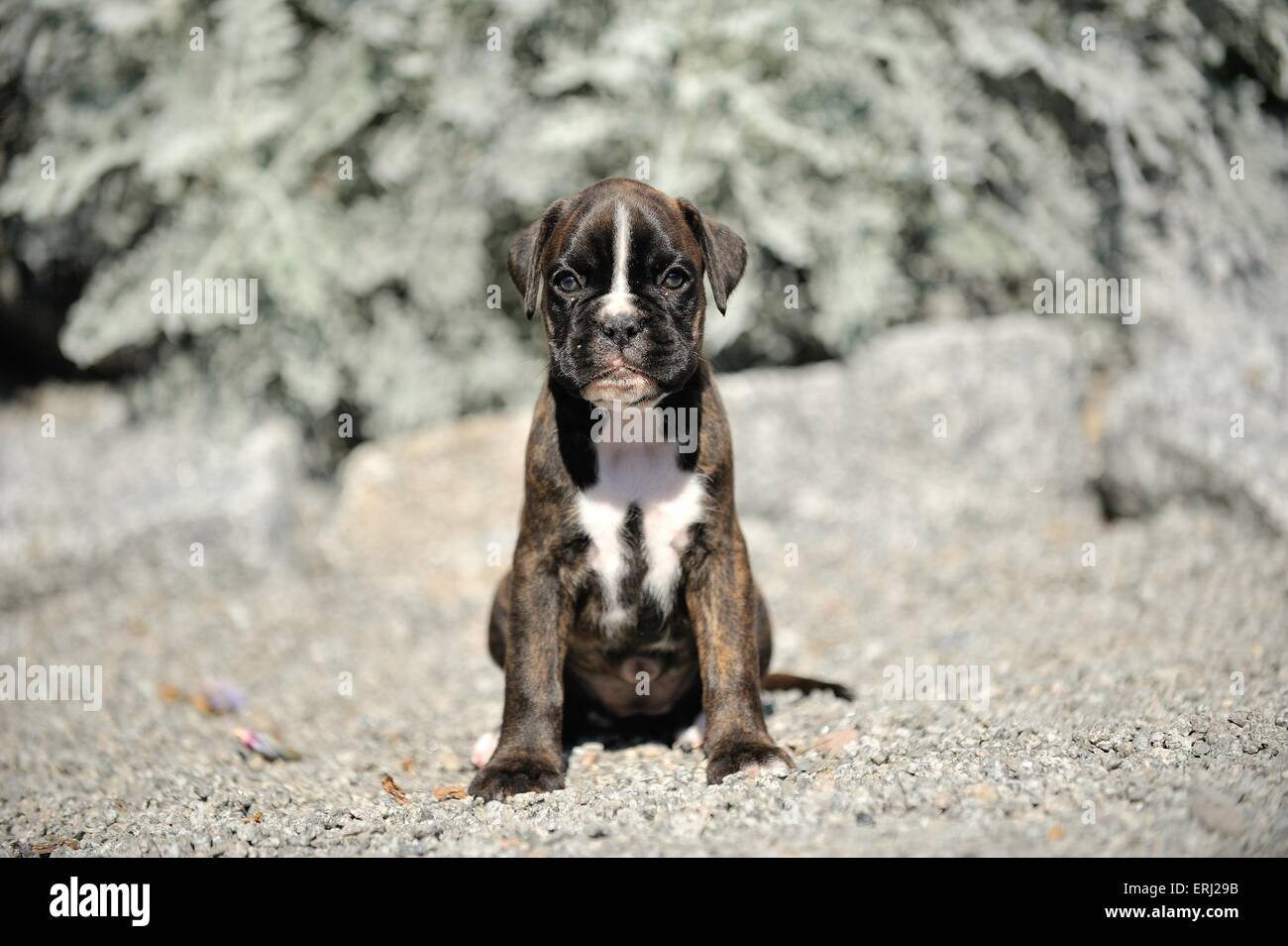 German Boxer Puppy Stock Photo - Alamy