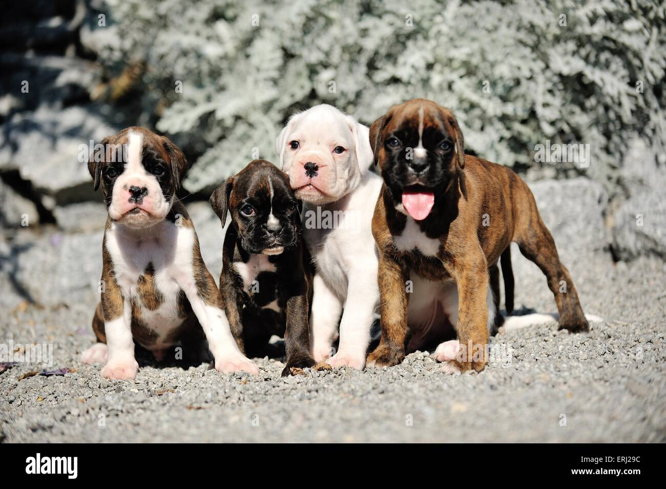 Group boxer dog puppies hi-res stock photography and images - Alamy
