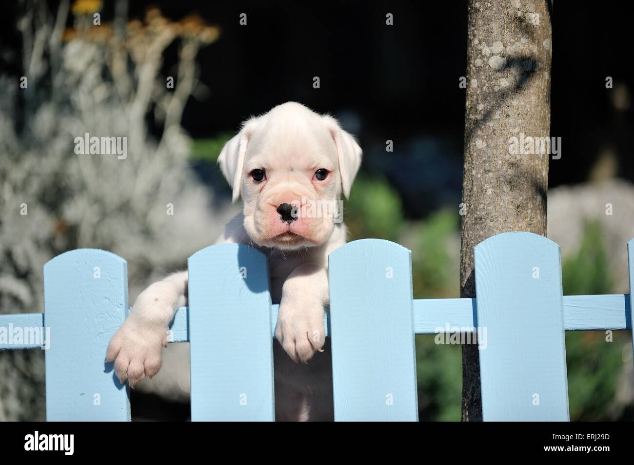 German Boxer Puppy Stock Photo - Alamy