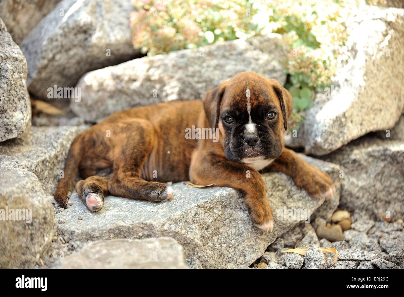 German Boxer Puppy Stock Photo - Alamy
